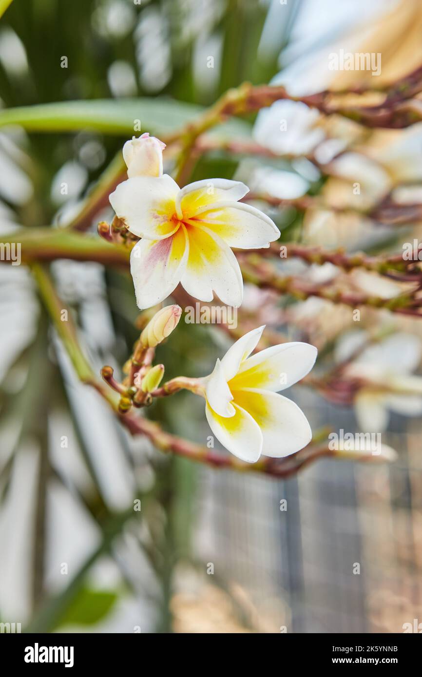 Flowering plant Sacuanjoche or Plumeria rubra beauty of tropical flora ...
