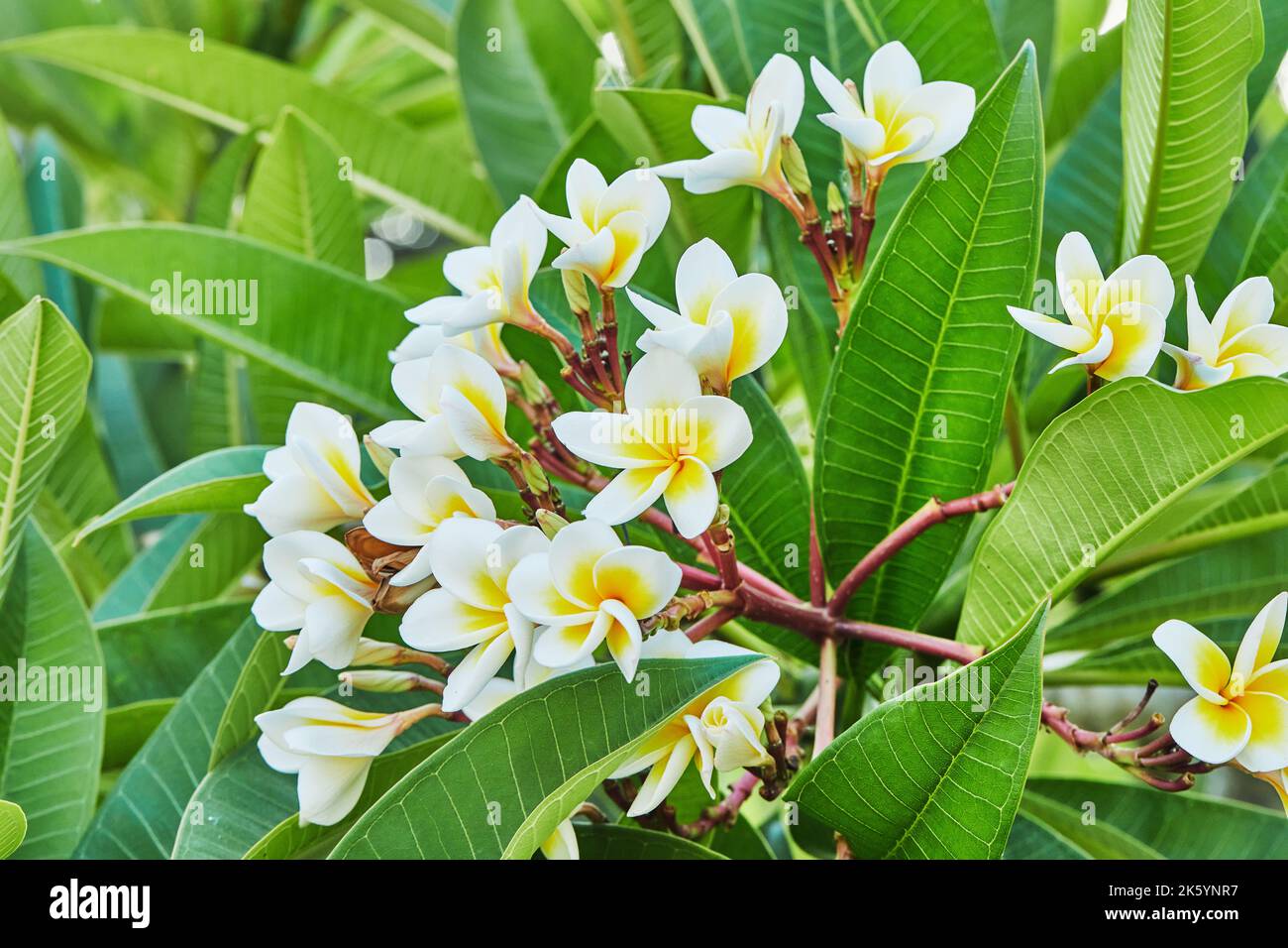 Flowering plant Sacuanjoche or Plumeria rubra beauty of tropical flora ...