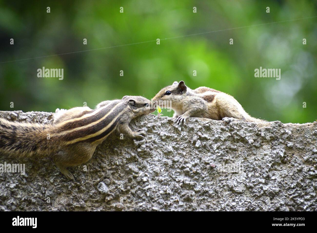 A close up of two squirrels (Sciuridae) playing and sniffing each other ...