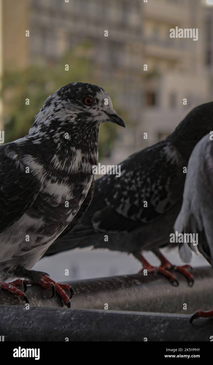 Pigeon sitting on pole hi-res stock photography and images - Alamy