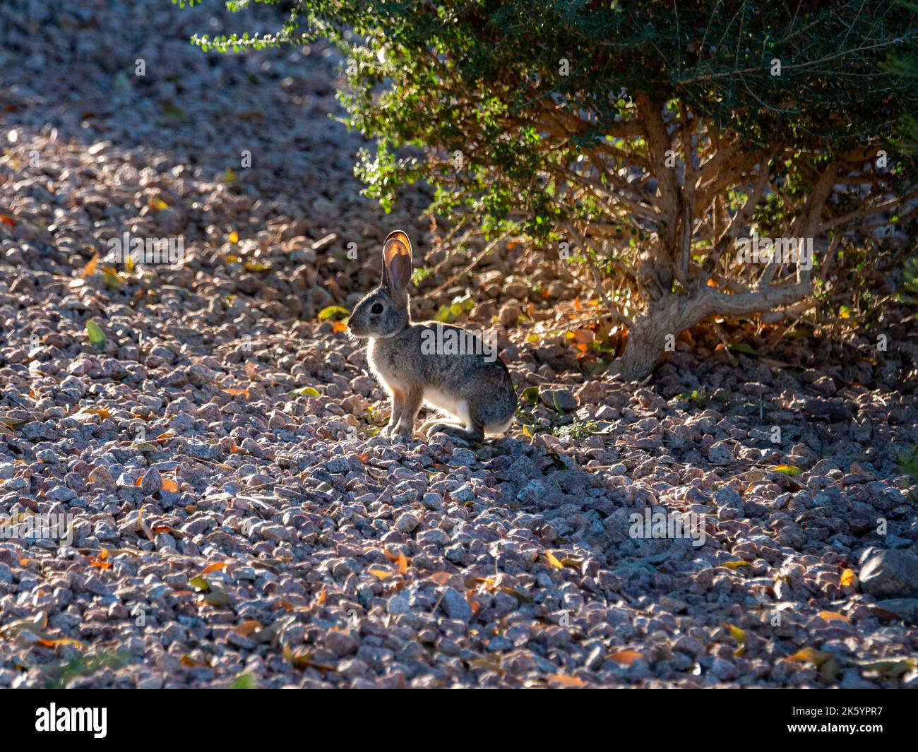 A wild hare soaks in the early morning sun after a chilly night in the ...