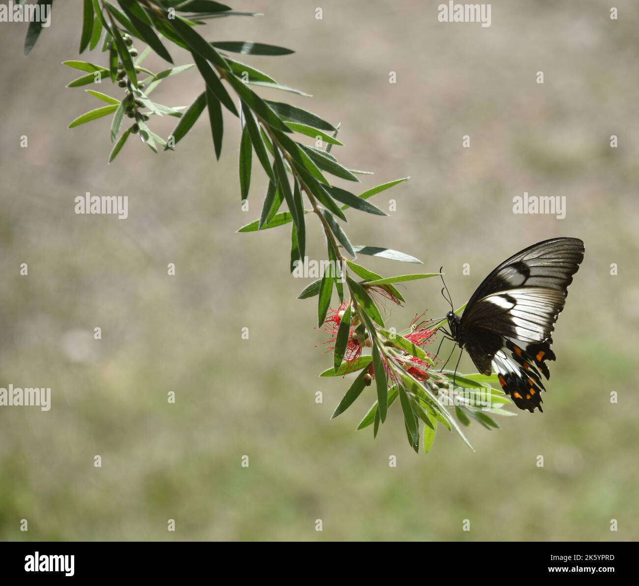 Dainty Swallowtail on a red hot poker flower Stock Photo - Alamy