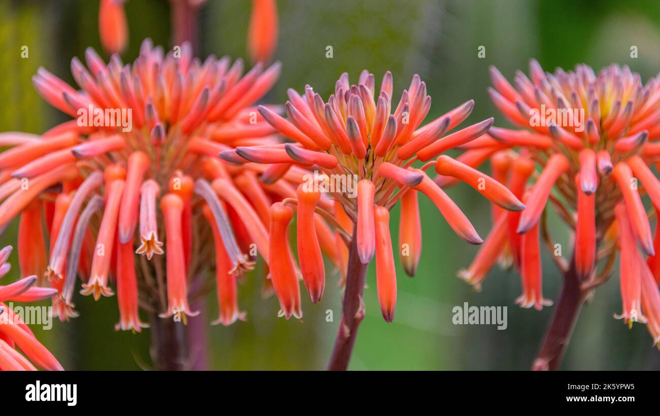 Flowers of the Soap Aloe plant in a garden. Aloe maculata synonym Aloe ...