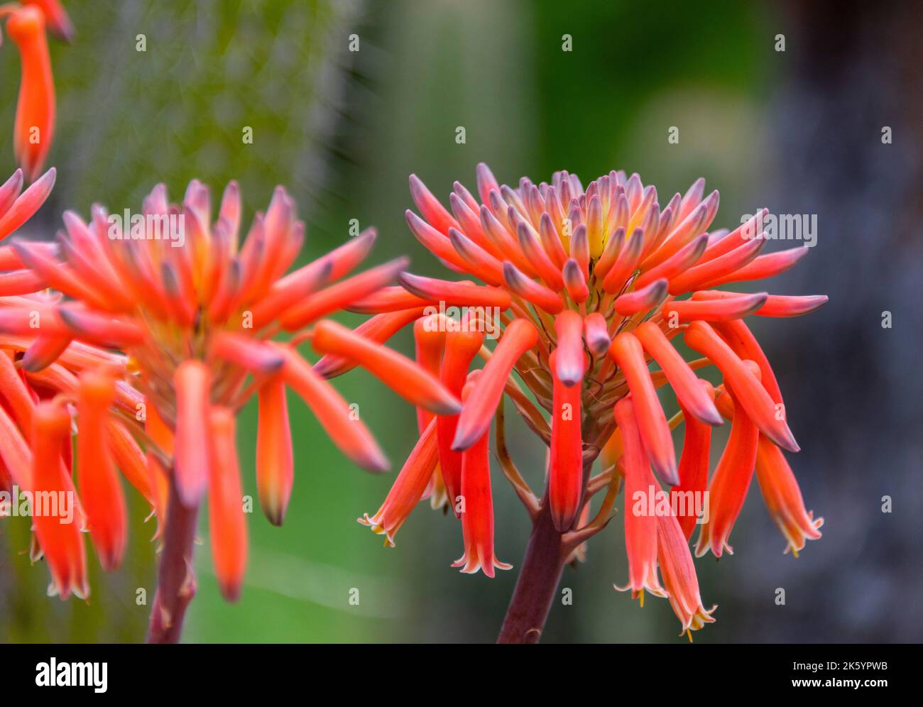 Flowers of the Soap Aloe plant in a garden. Aloe maculata synonym Aloe ...