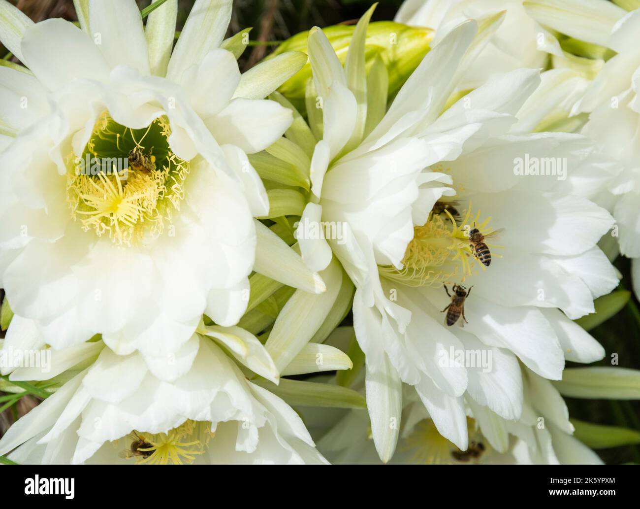 Australian Native Stingless Bees Hi Res Stock Photography And Images