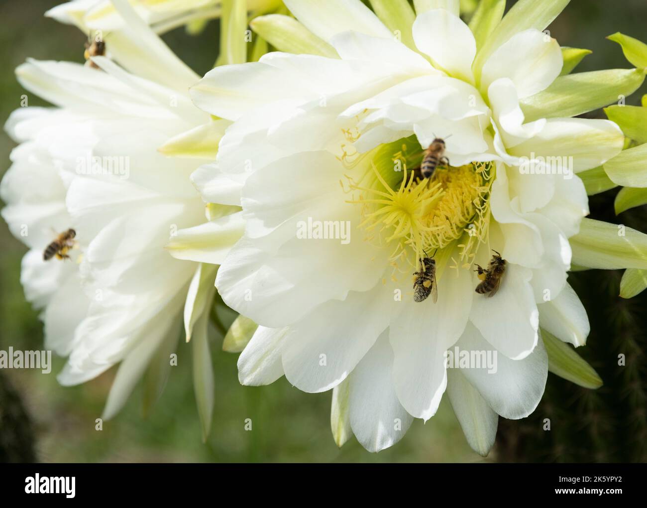 Australian Native Stingless Bees pollinating cactus flowers in northern ...