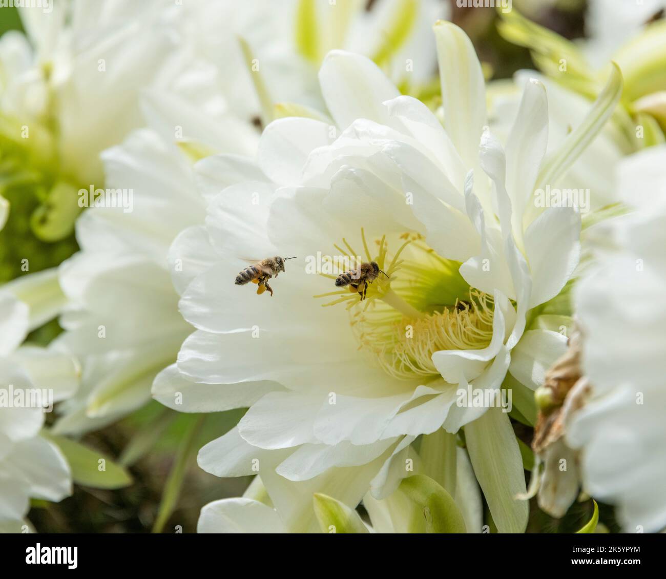 Australian native stingless bees hi-res stock photography and images ...