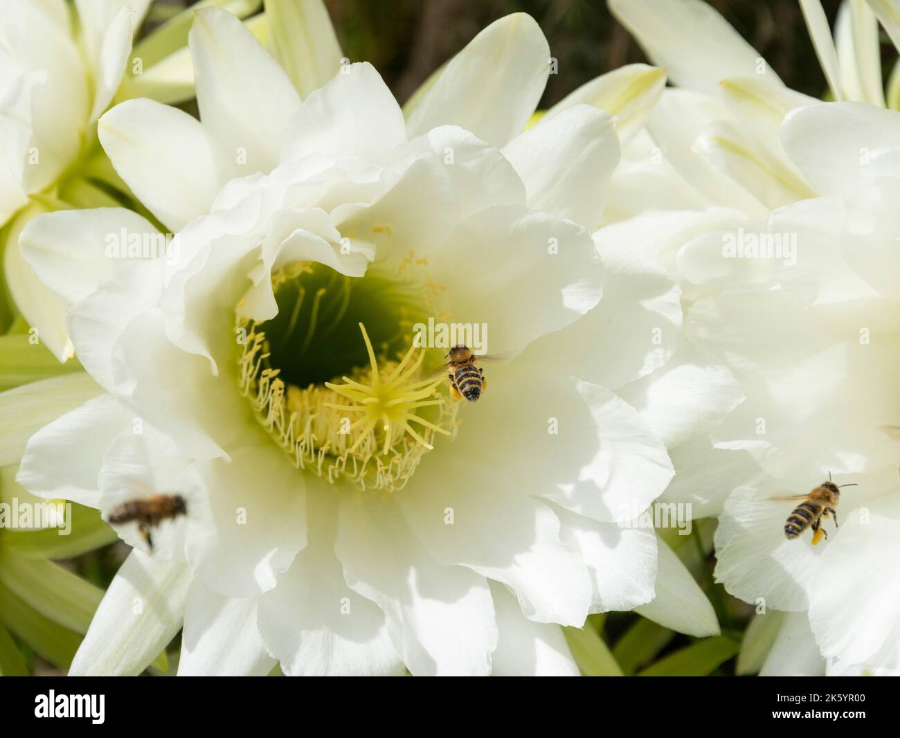 Australian Native Stingless Bees pollinating cactus flowers in northern ...