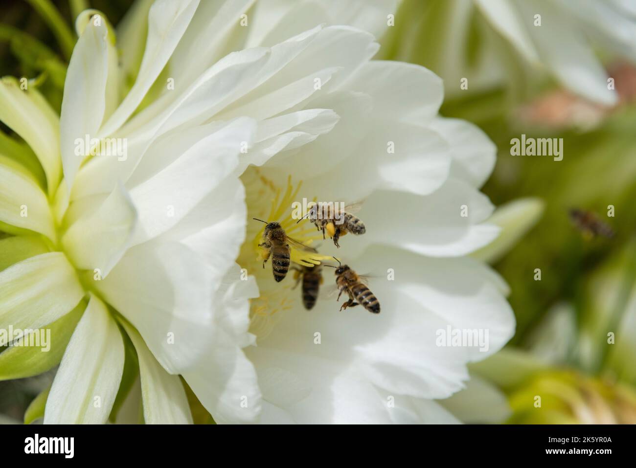 Australian Native Stingless Bees pollinating cactus flowers in northern ...