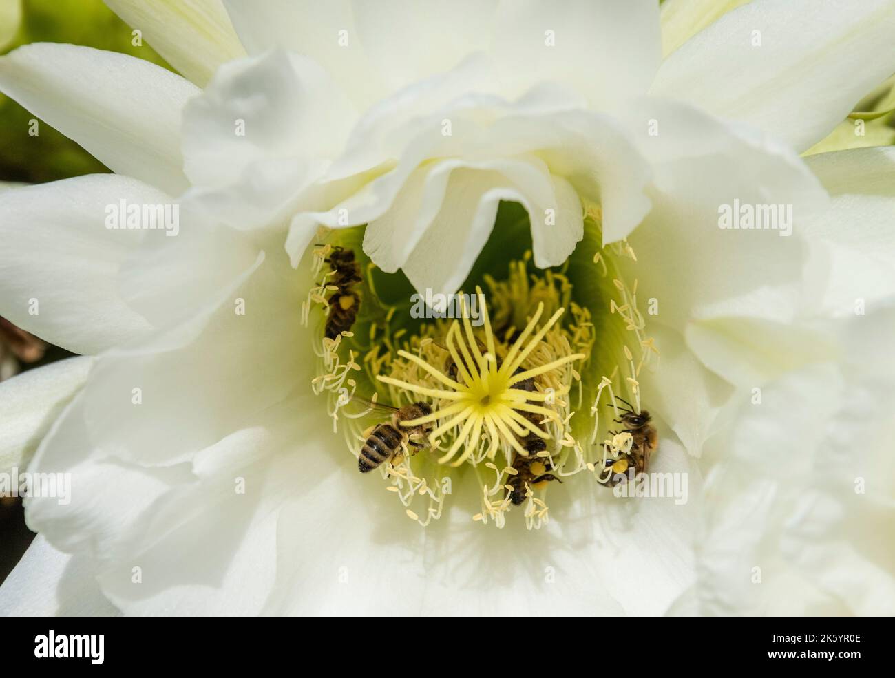 Australian native stingless bees hi-res stock photography and images ...