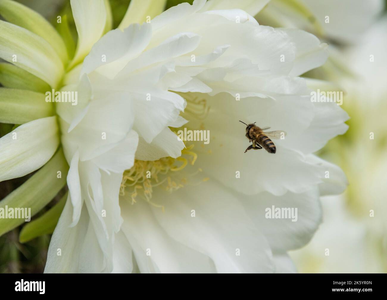 Australian Native Stingless Bees pollinating cactus flowers in northern ...
