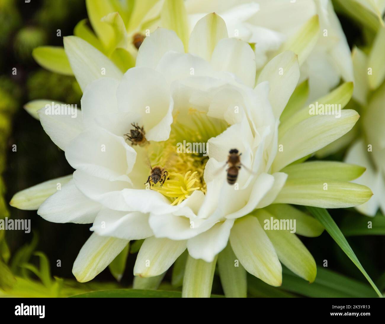 Australian Native Stingless Bees pollinating cactus flowers in northern ...