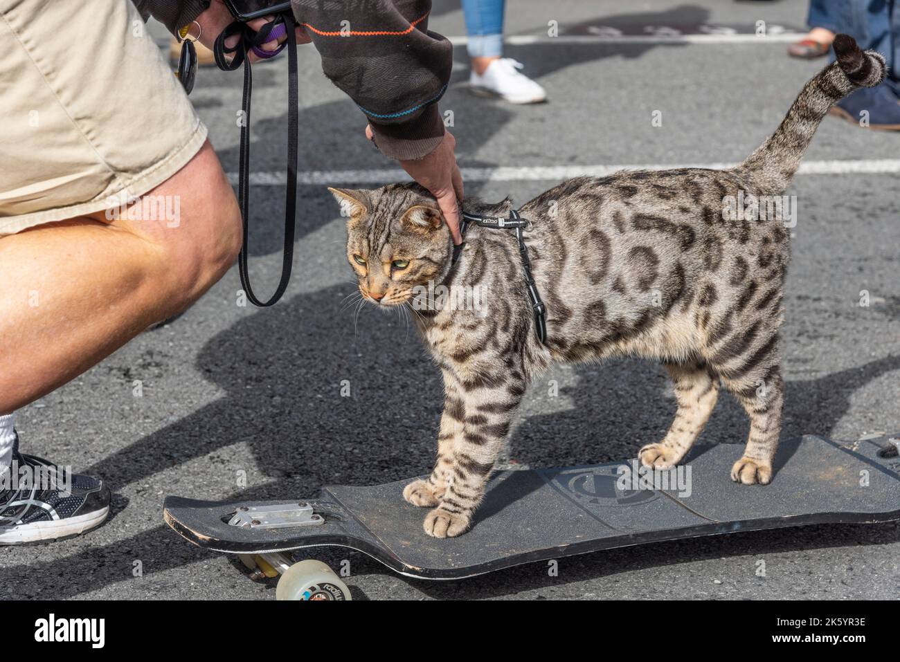 The rescue cat Didga has recently risen to fame through a Youtube video ...