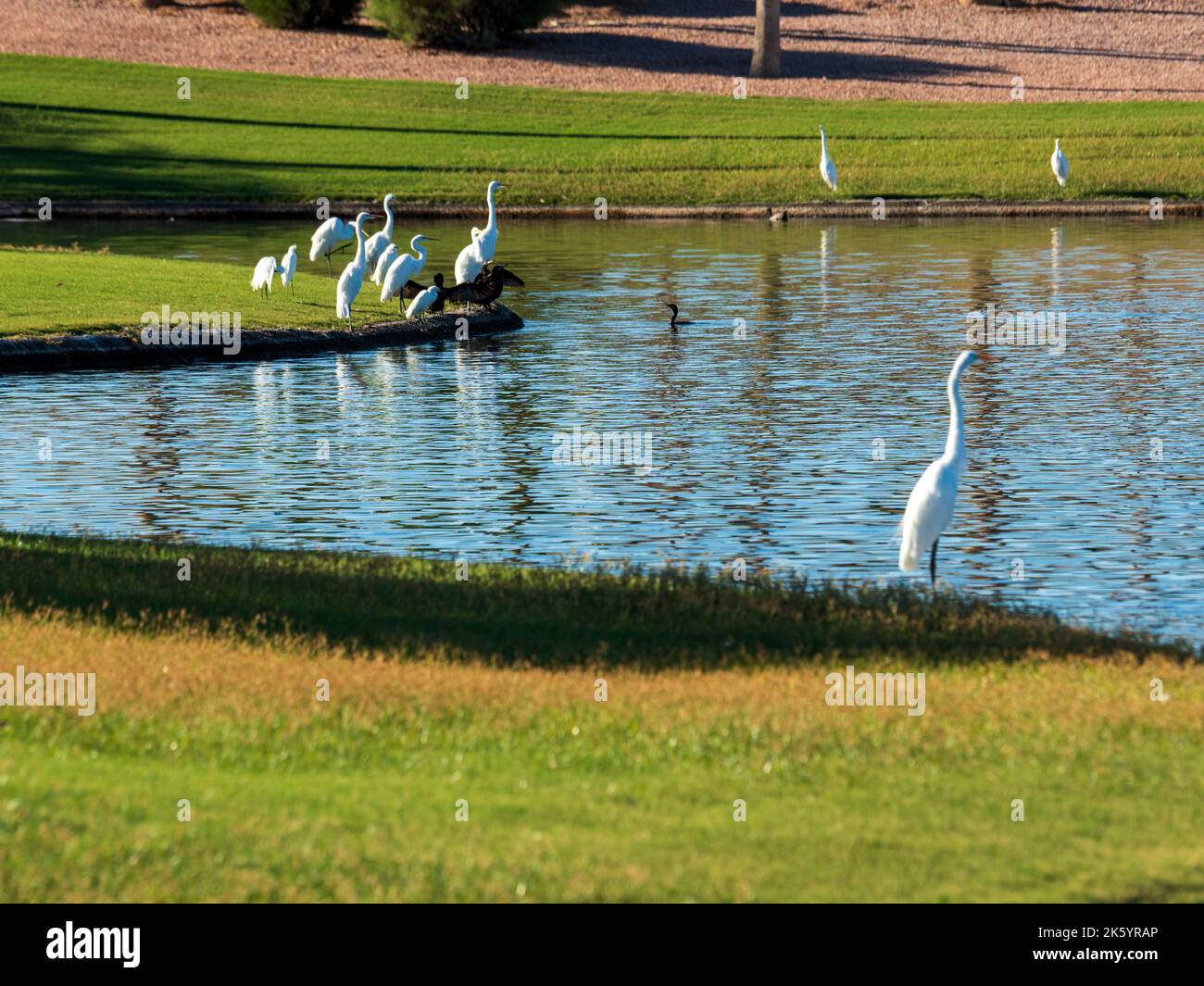 Many diverse bird species such as Great Blue Heron, Double-crested ...