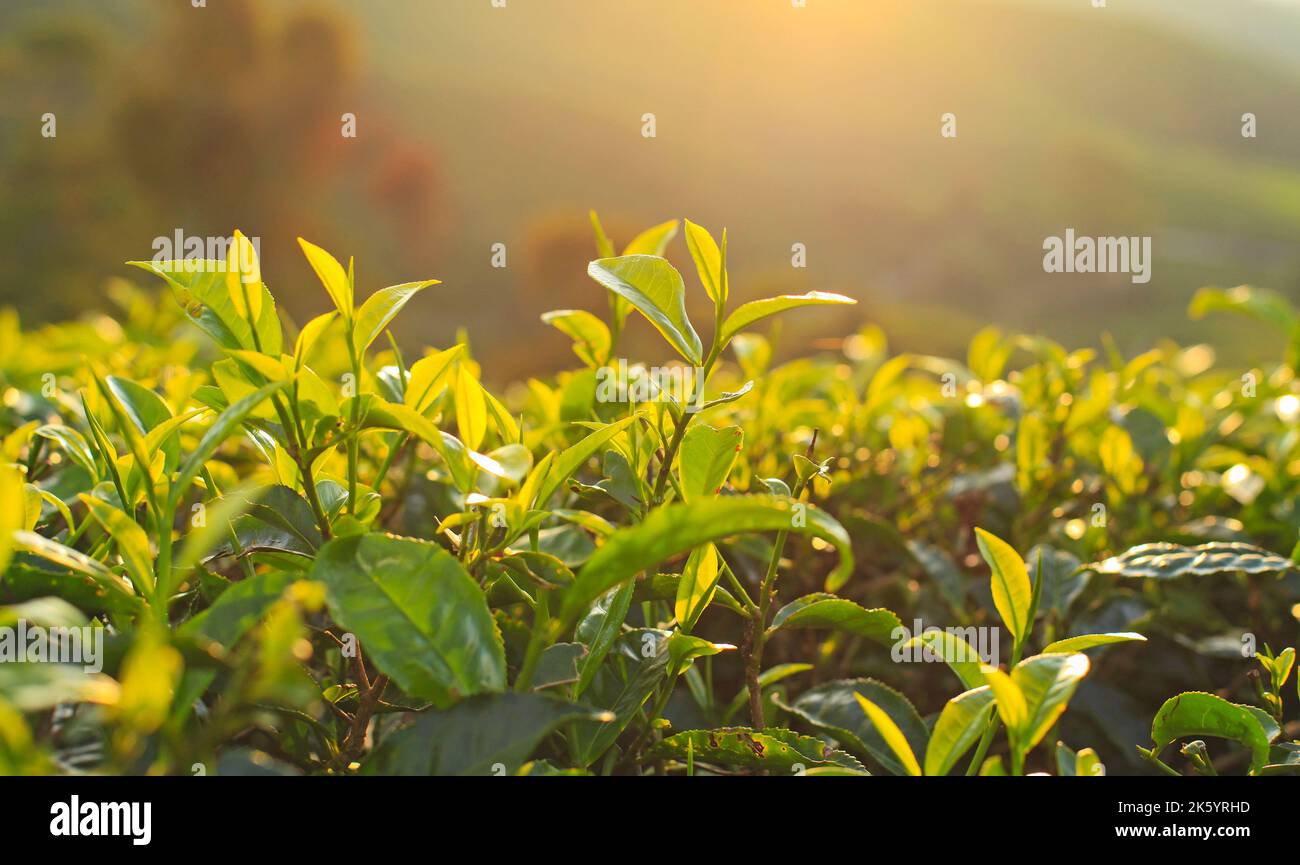 Close up of green tea leaves in a tea plantation in morning with ...
