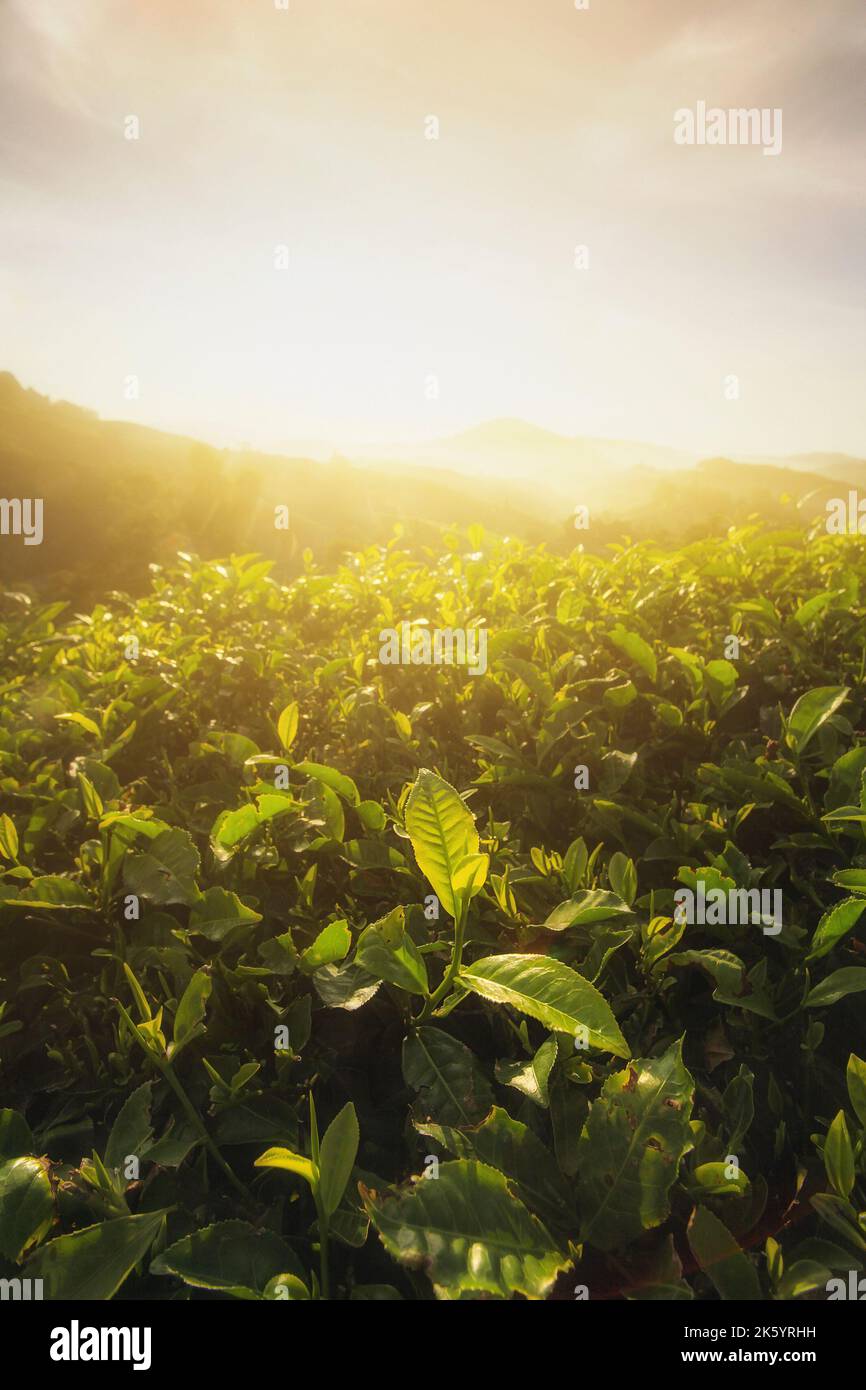 Close up of green tea leaves in a tea plantation in morning with ...