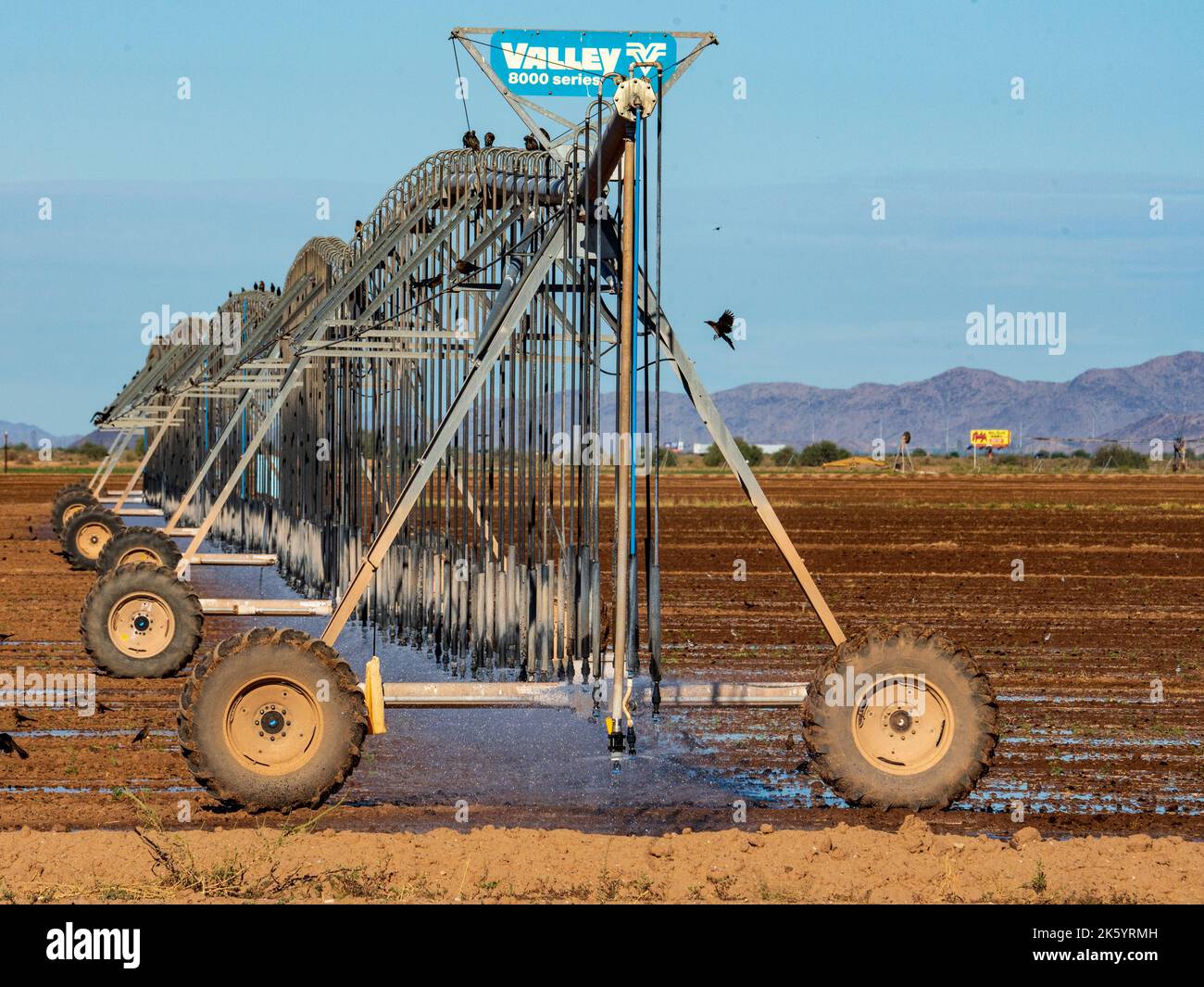 Birds congregate around a large field irrigation machine as it ...