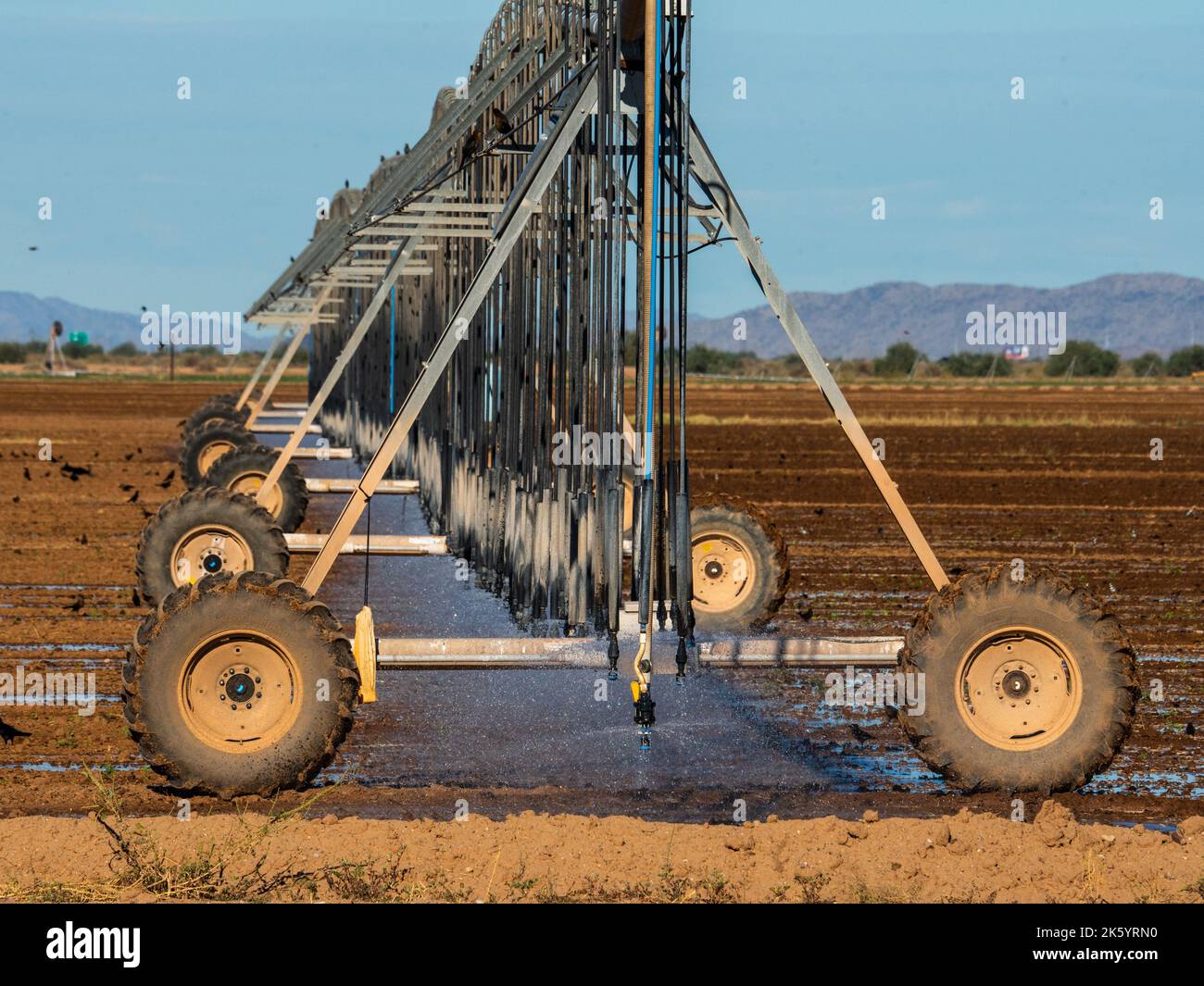 Birds congregate around a large field irrigation machine as it ...