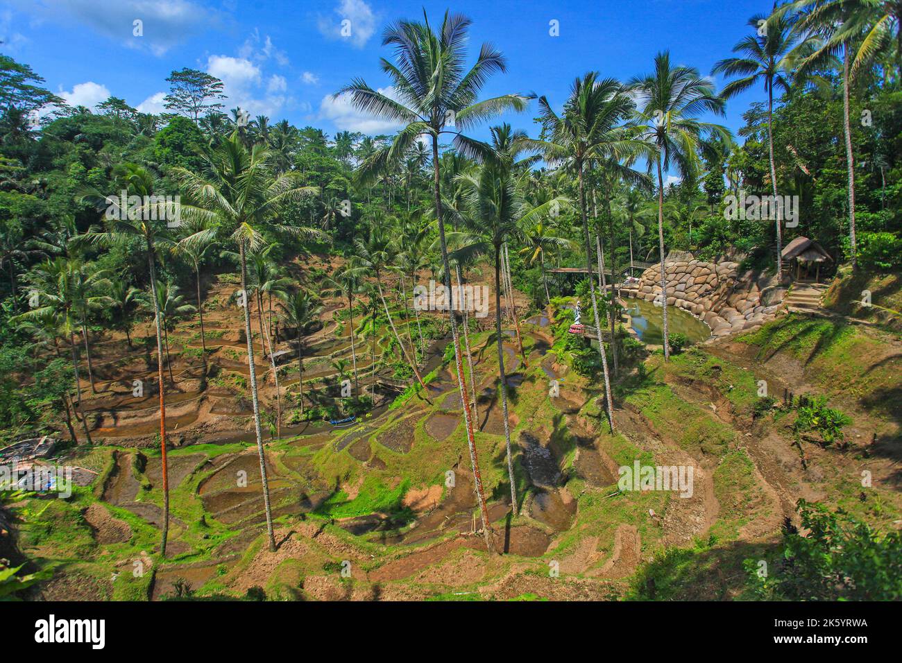 Paddy tarrace in Bali Stock Photo - Alamy