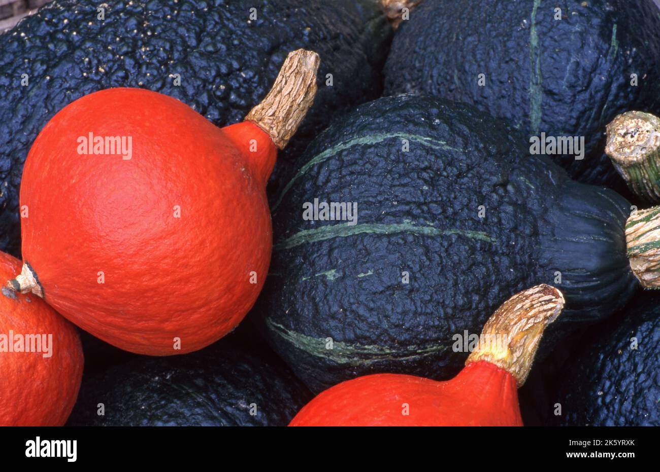 HARVESTED ASSORTED GOURDS Stock Photo - Alamy
