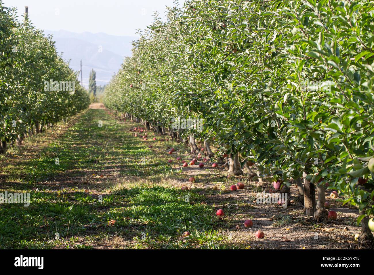 Apple orchard with ripe fruits. Sunlight on the trees, Large apples are ...