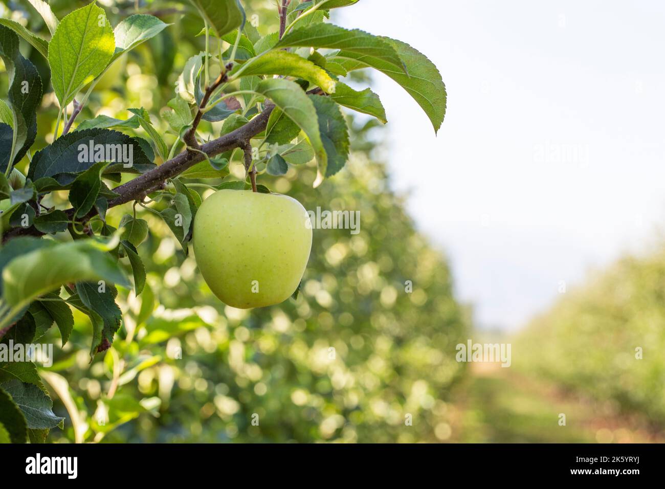 Apple orchard with ripe fruits. Sunlight on the trees, Large apples are ...