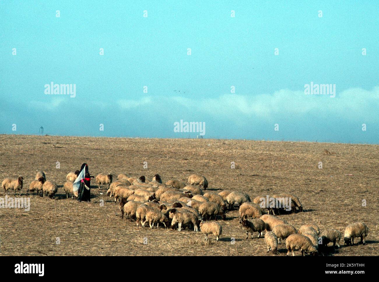 A Bedouin women herding her flock of sheep, central Iraq 1980 Stock ...