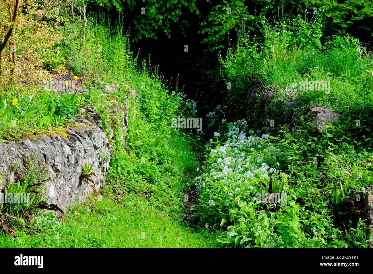 Footpath in Chedington village in West Dorset, UK Stock Photo - Alamy