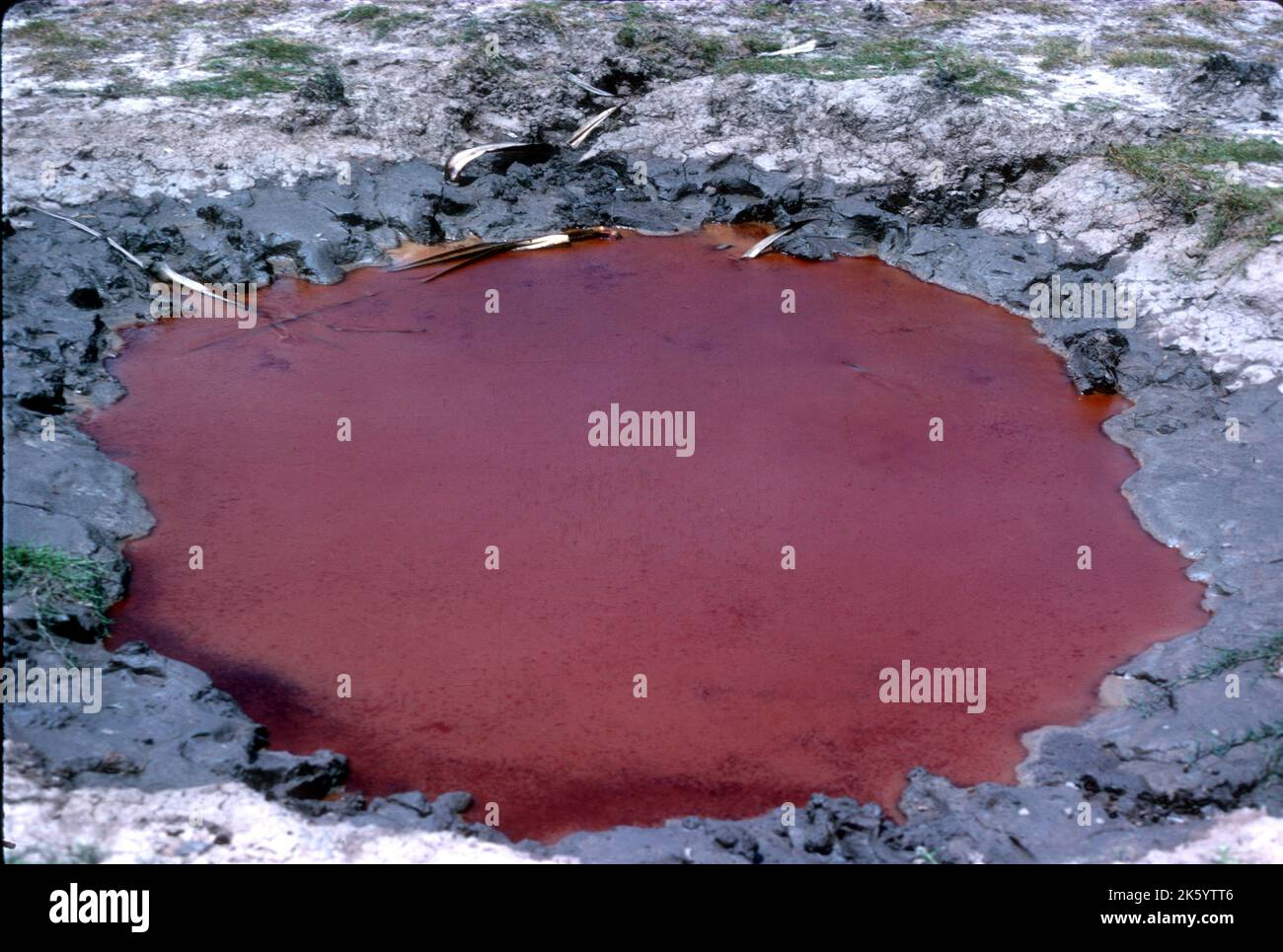 Red algae covers a water-hole in the Northern Territory, Australia ...