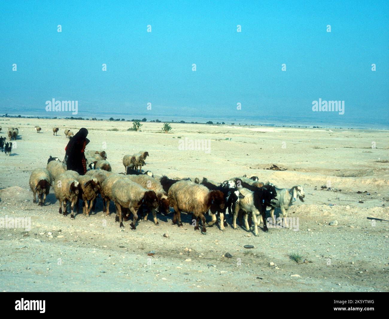 Bedouin woman and sheep Negev Desert, Israel Stock Photo - Alamy