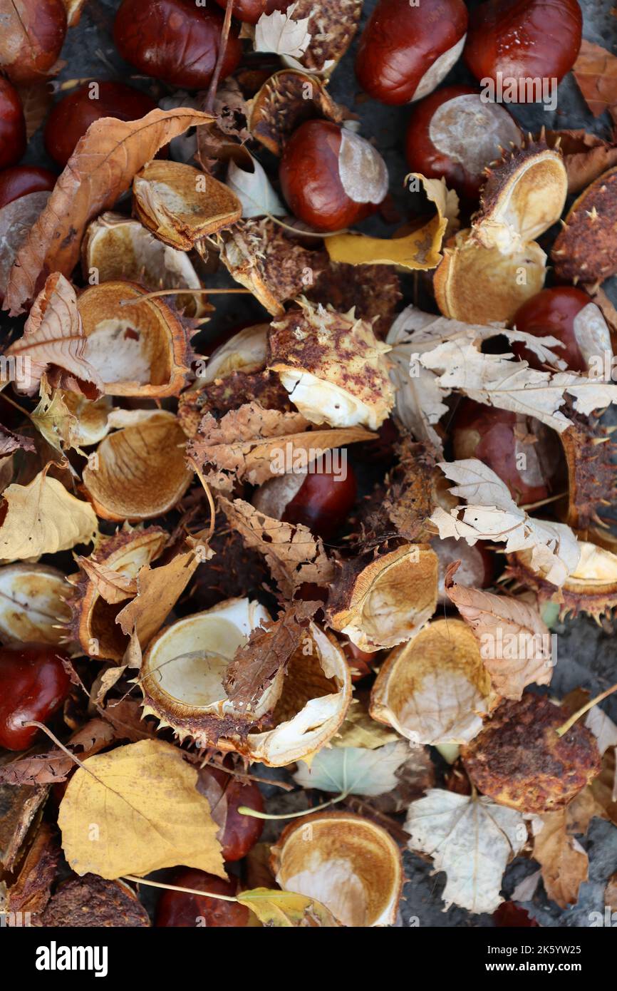 Chestnuts sit amongst fall bounty of color Stock Photo - Alamy