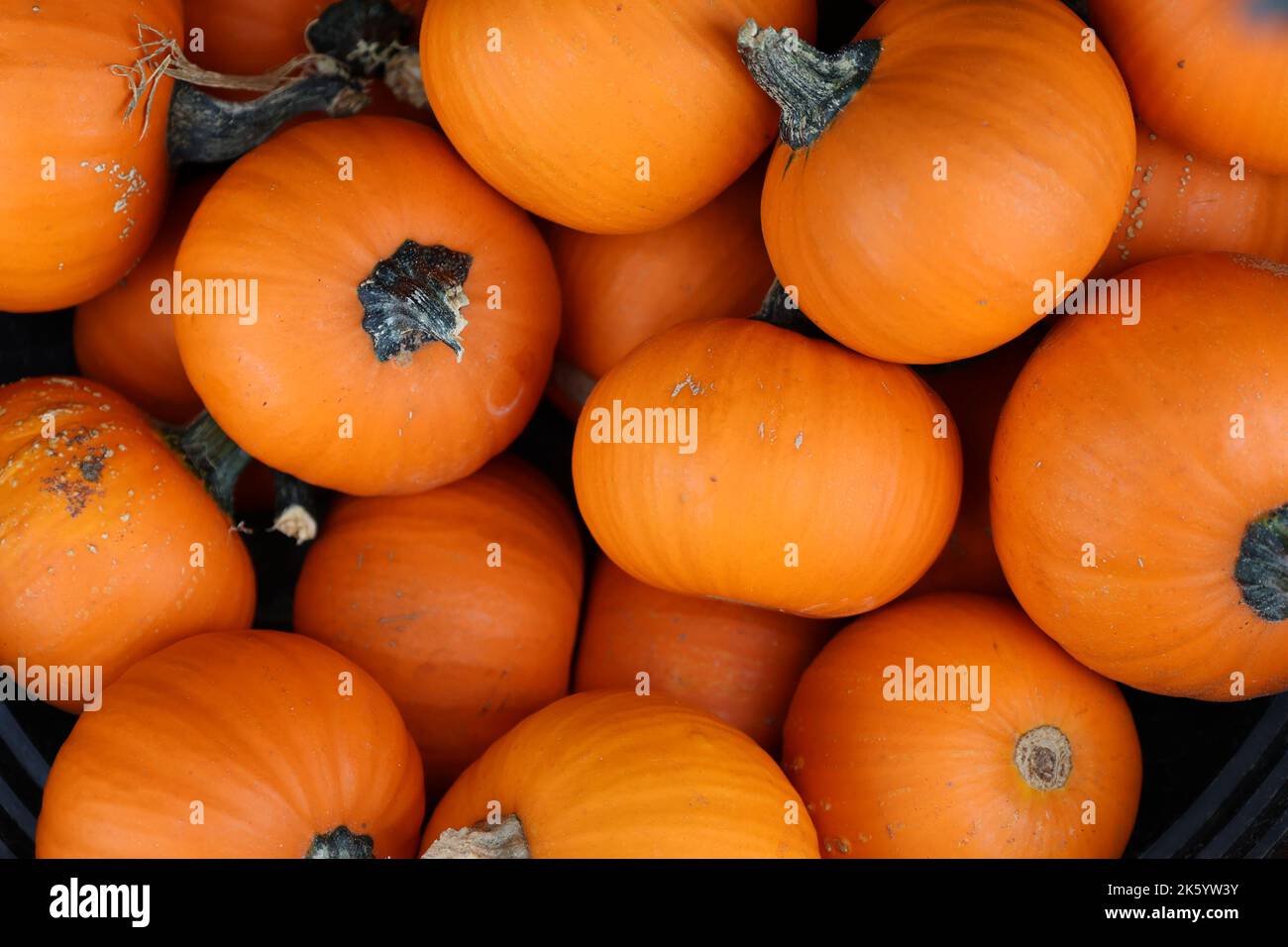 Many Mini Pumpkins. Overhead horizontal Stock Photo - Alamy