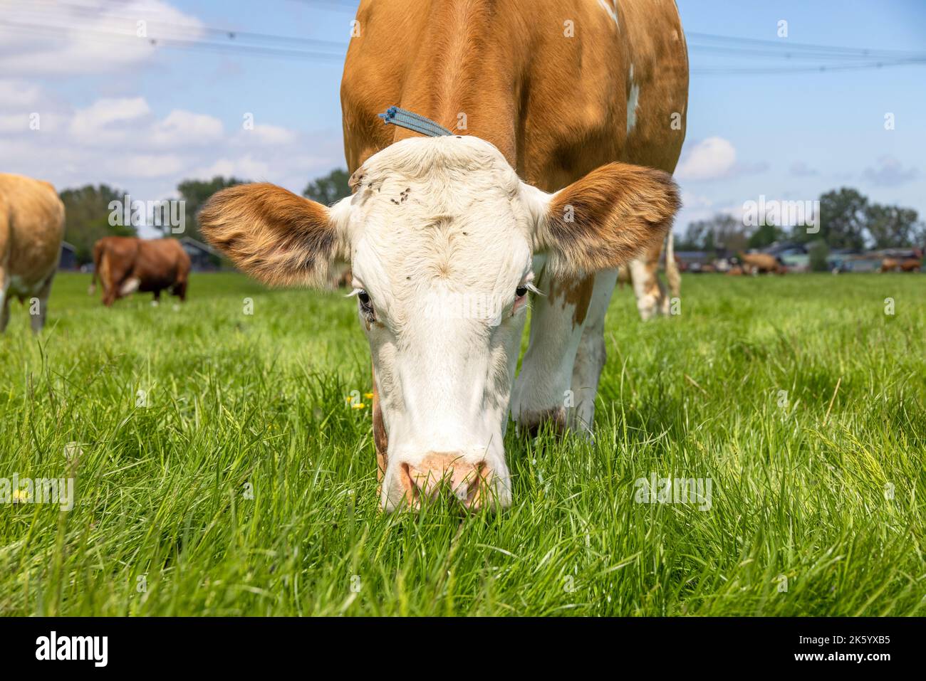 Grazing cow, eating blades of grass, red and white Fleckvieh, in a ...