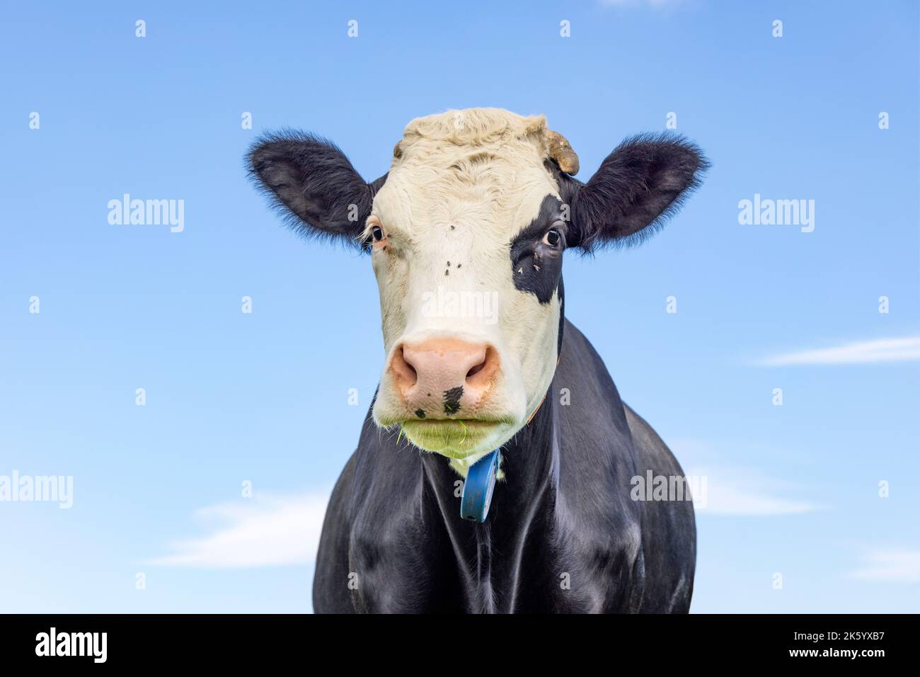 Cute cow, black and white with eyepatch, front view looking, pink nose ...