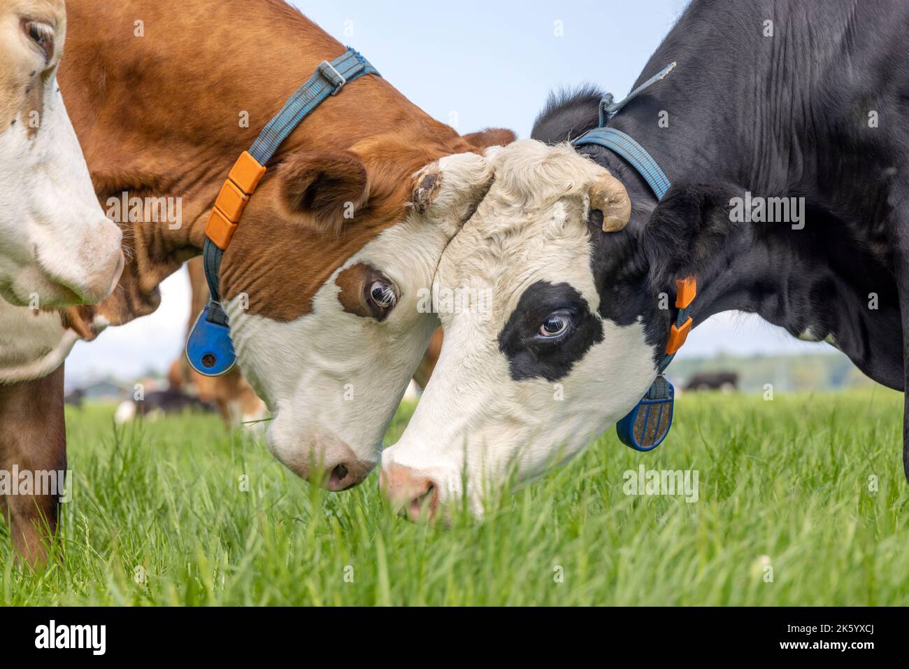 Two cows rubbing heads, lovingly and playful, grazing cuddling or ...