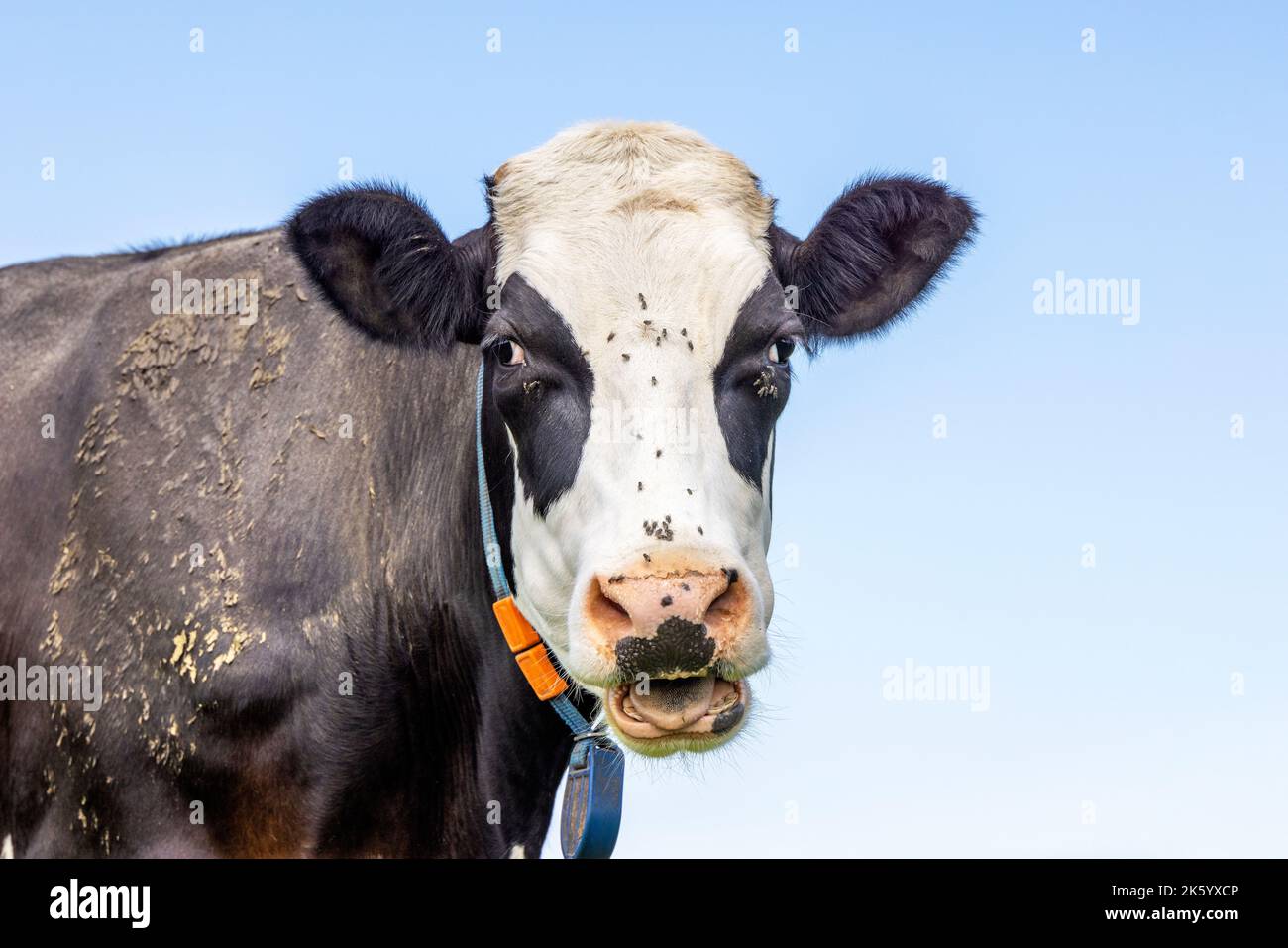 Mooing cow head black and white looking, pink nose, heckling, blue sky ...