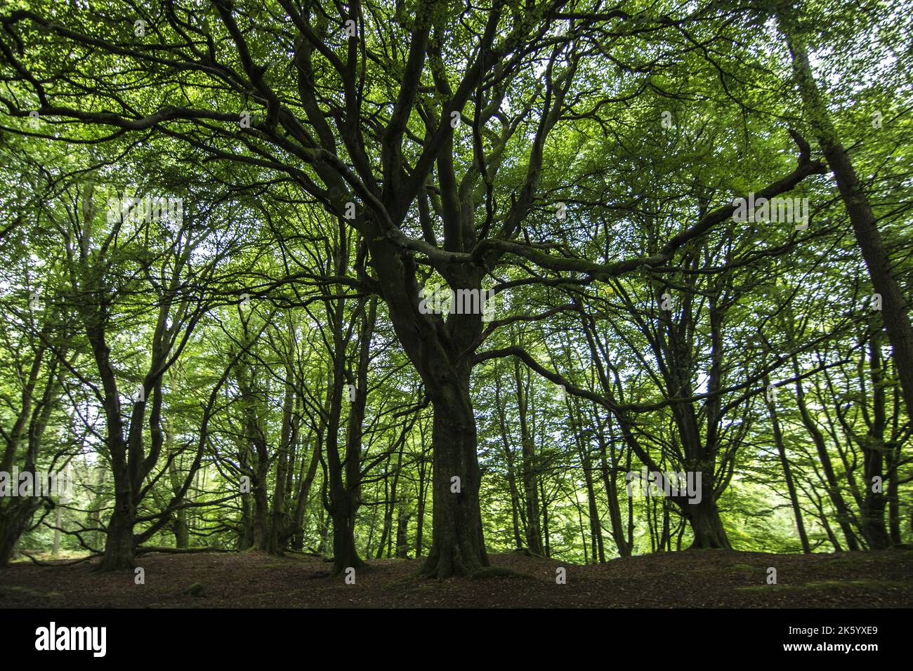 Bracklinn Falls Bridge (Callander Stock Photo - Alamy