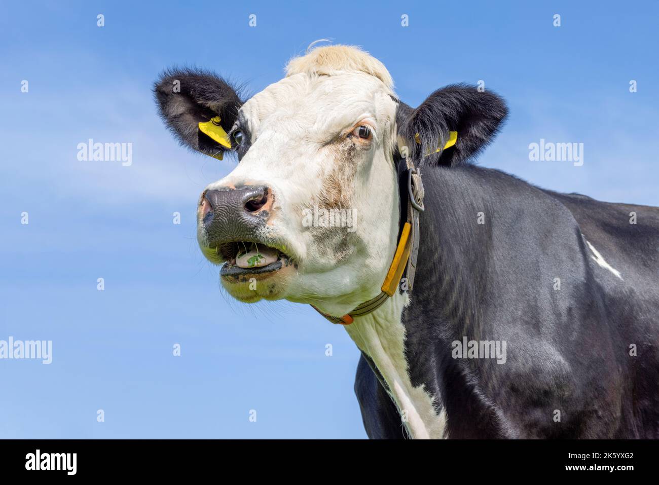 Moo cow mouth open, black and white heckling, blue sky, head shot Stock ...