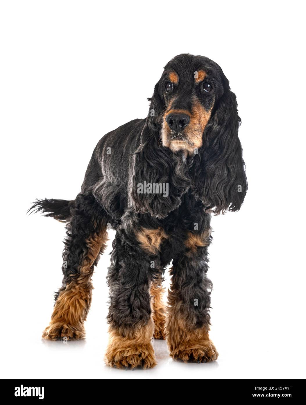 English Cocker Spaniel in front of white background Stock Photo - Alamy