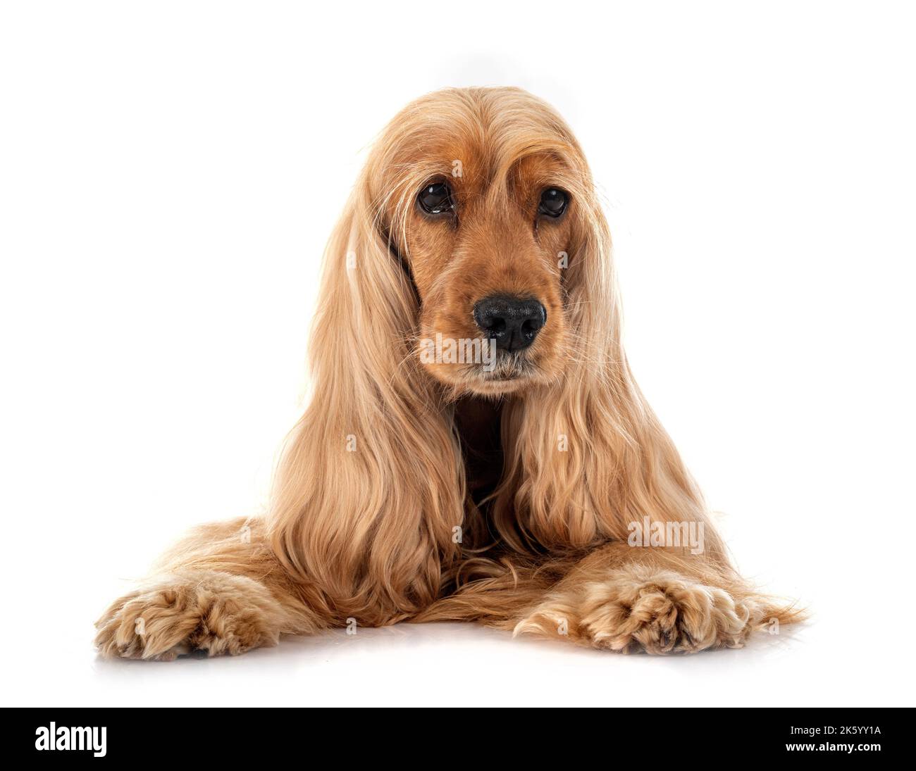 English Cocker Spaniel in front of white background Stock Photo - Alamy