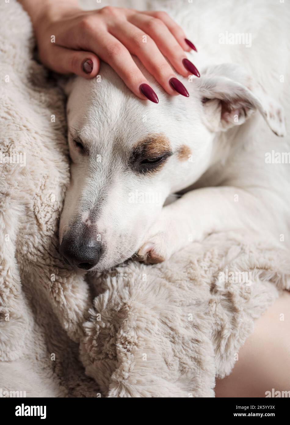 Woman hand touching a cute relaxed jack russell dog. The atmosphere of ...