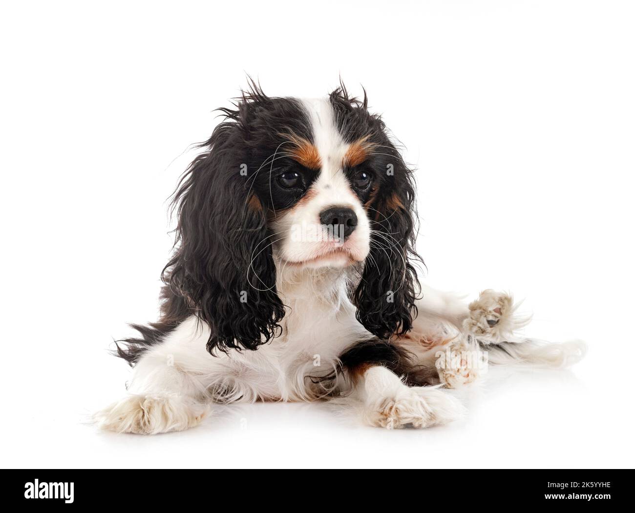 cavalier king charles in front of white background Stock Photo - Alamy