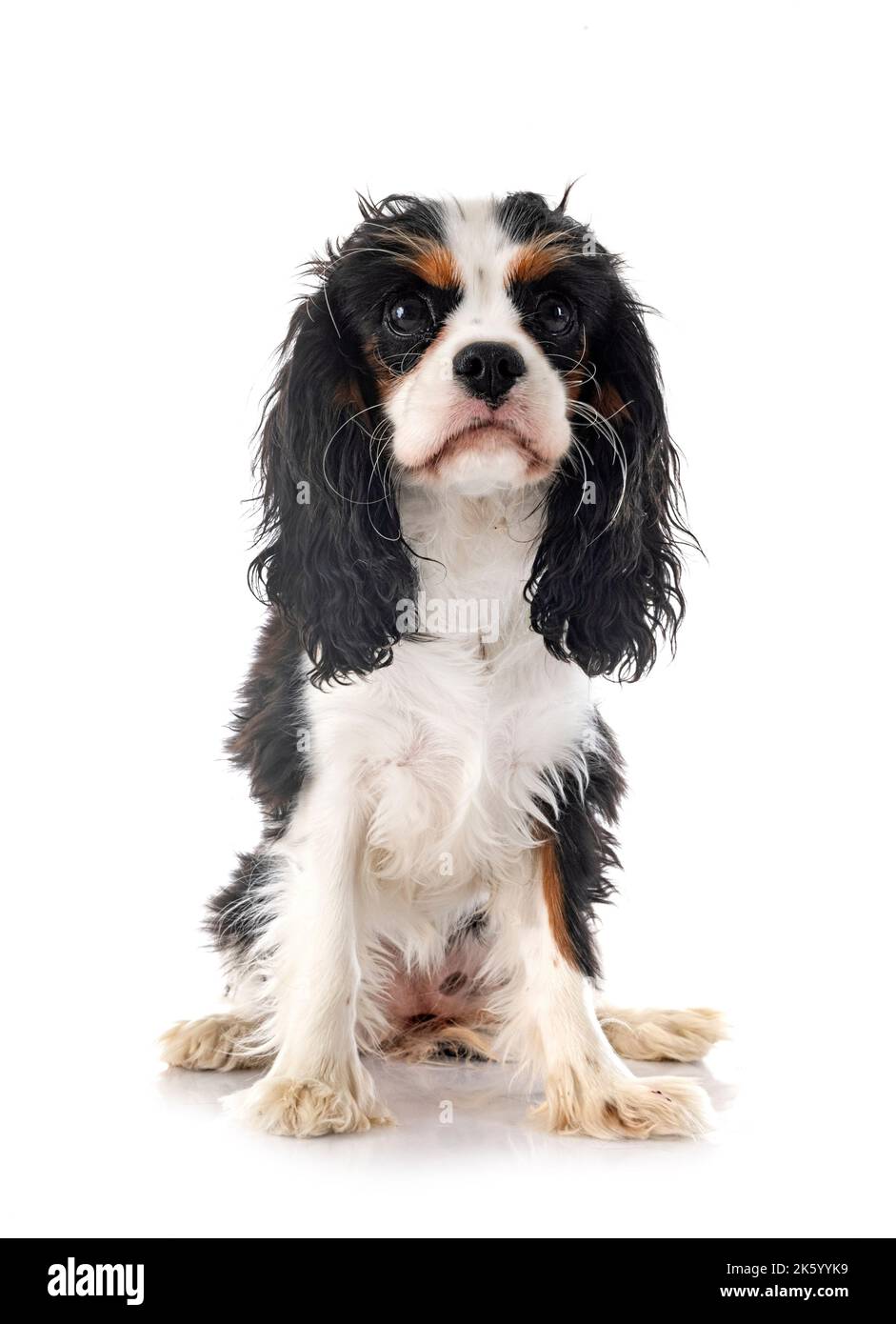 cavalier king charles in front of white background Stock Photo - Alamy
