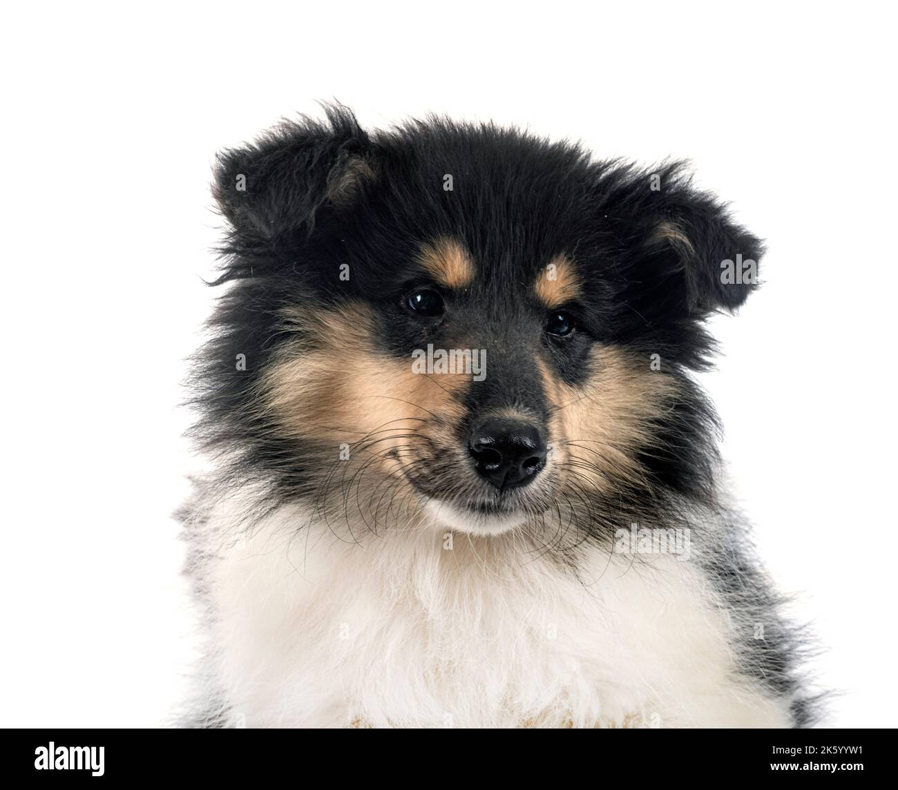 puppy Rough Collie in front of white background Stock Photo - Alamy