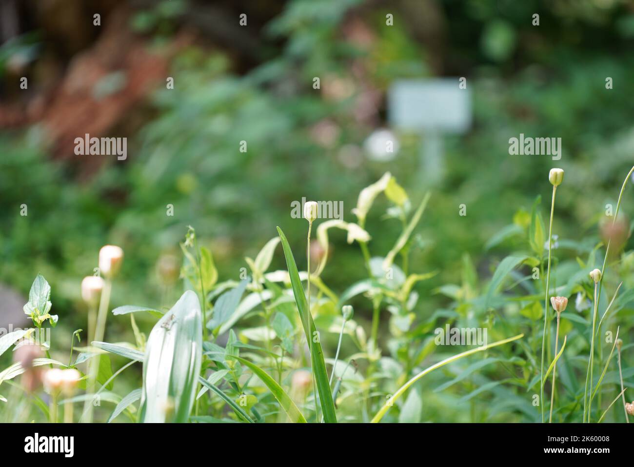 Green exotic plants in the botanical garden in spring Stock Photo - Alamy