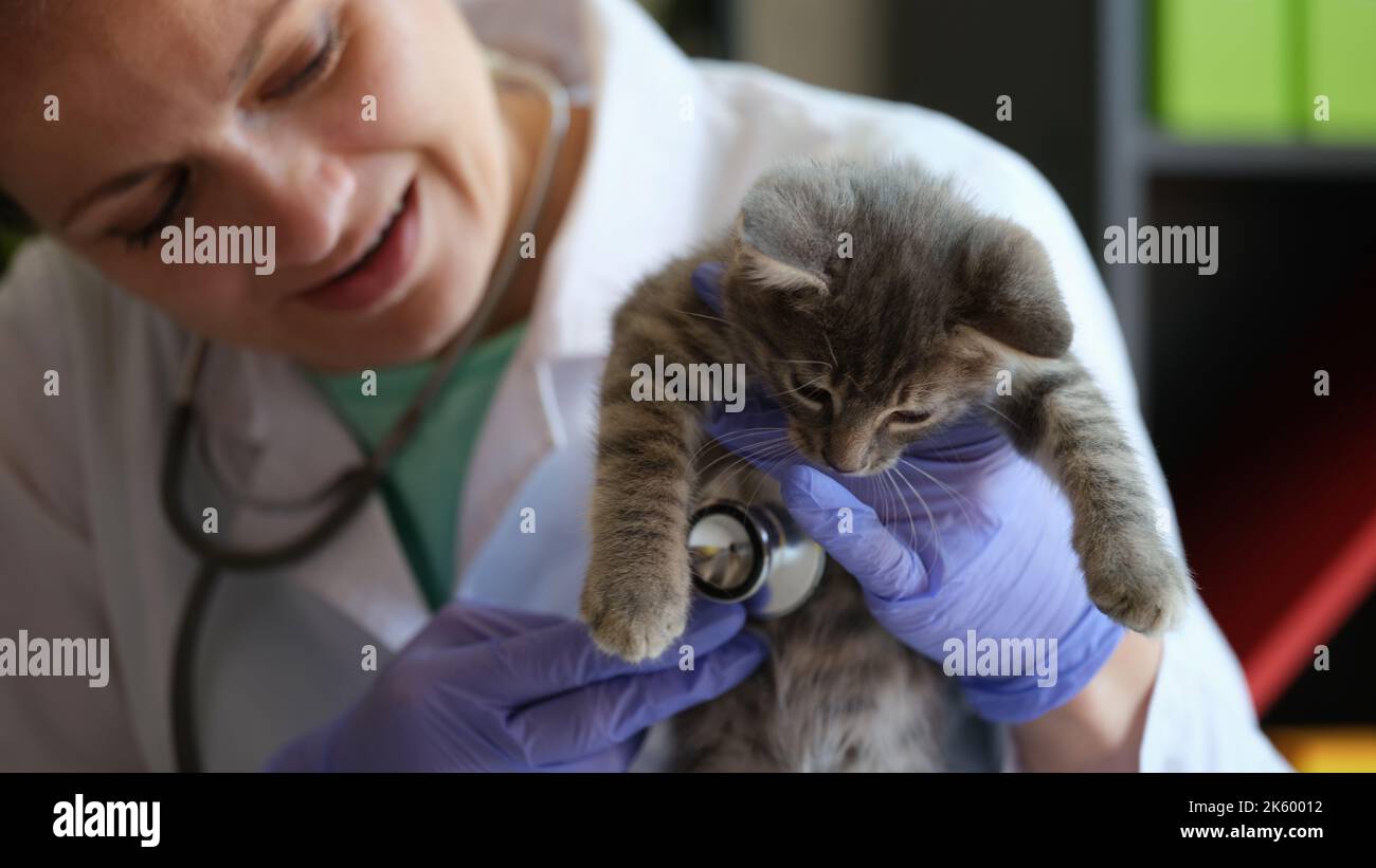 Smiling female veterinarian examining kitten with stethoscope Stock ...