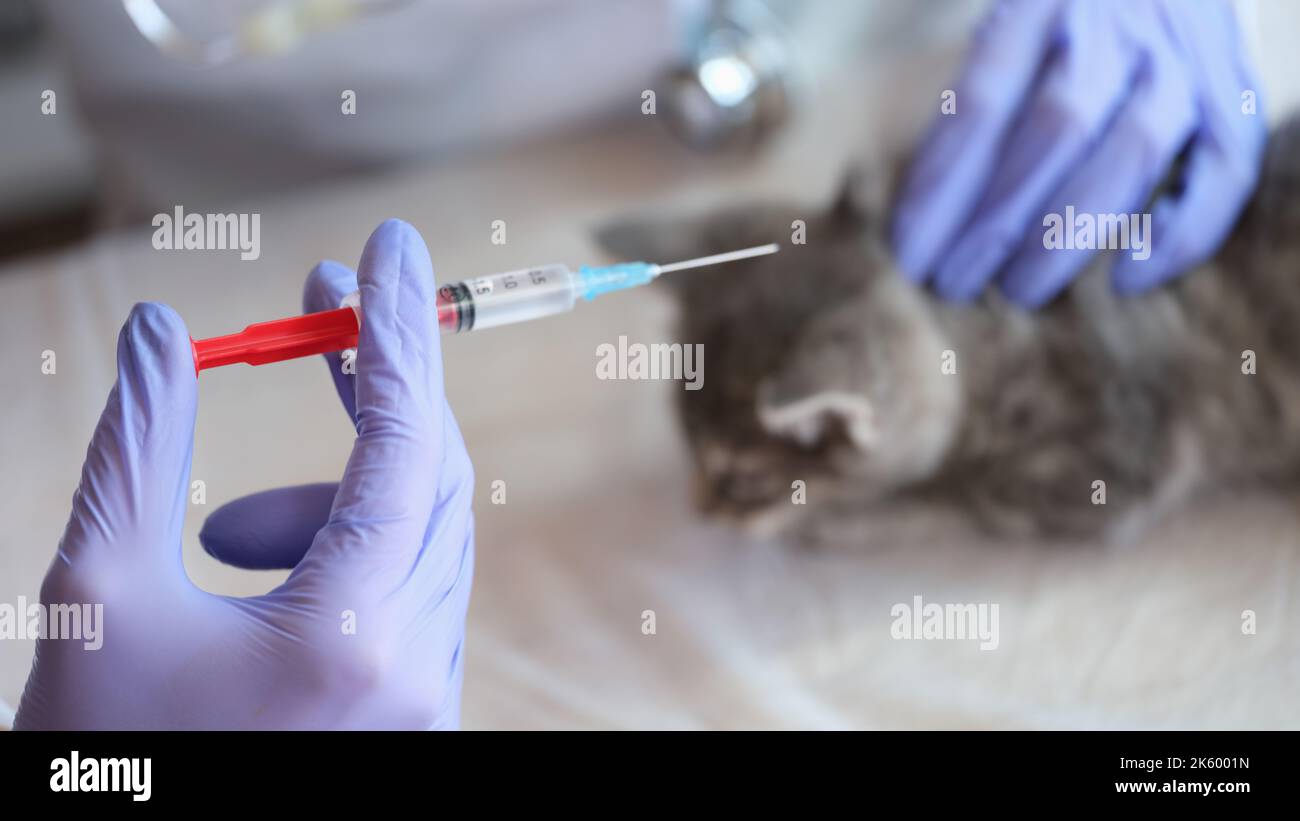 Veterinarian holding syringe and making injection to kitten Stock Photo ...