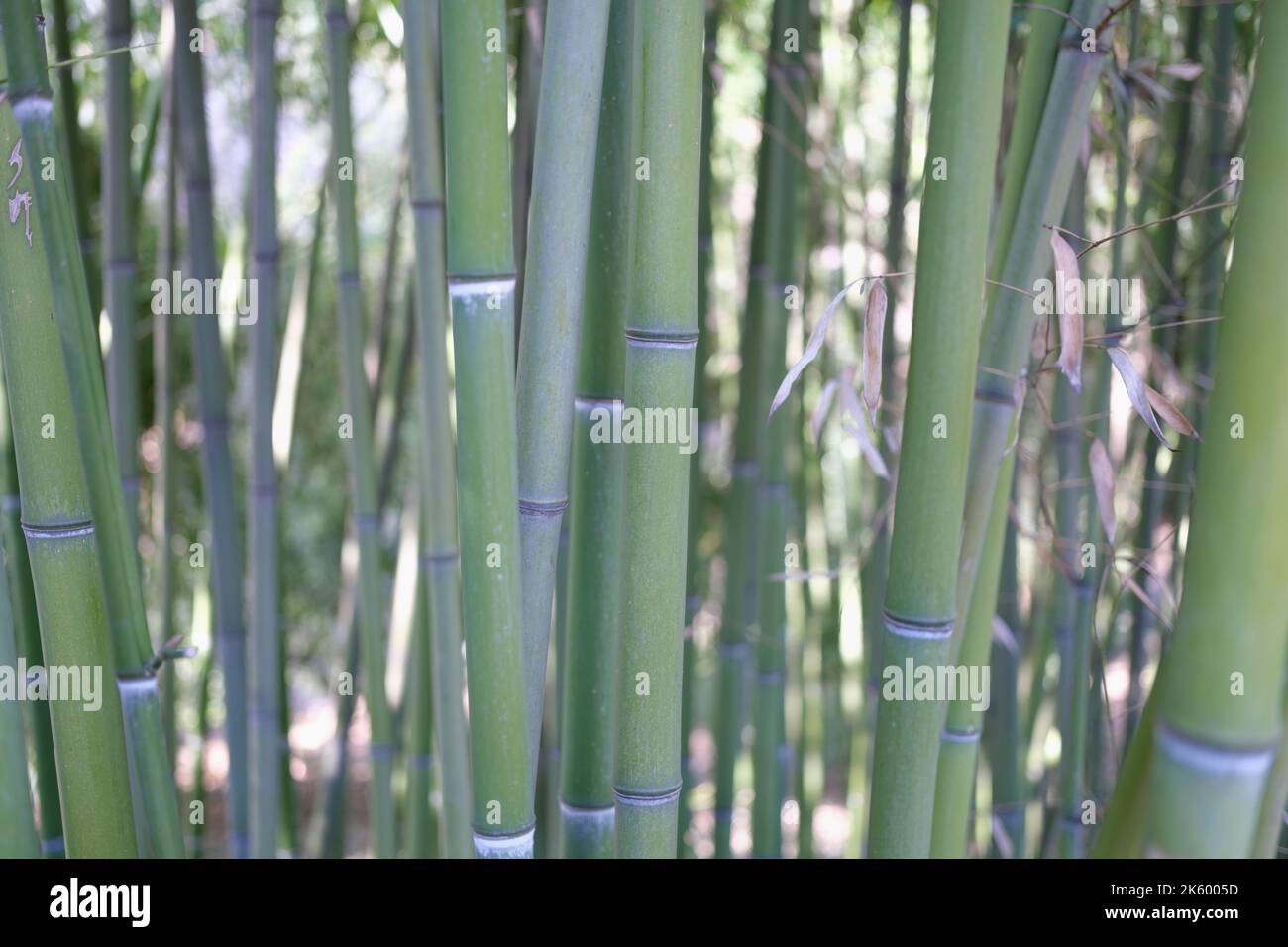 Indian cane hi-res stock photography and images - Alamy