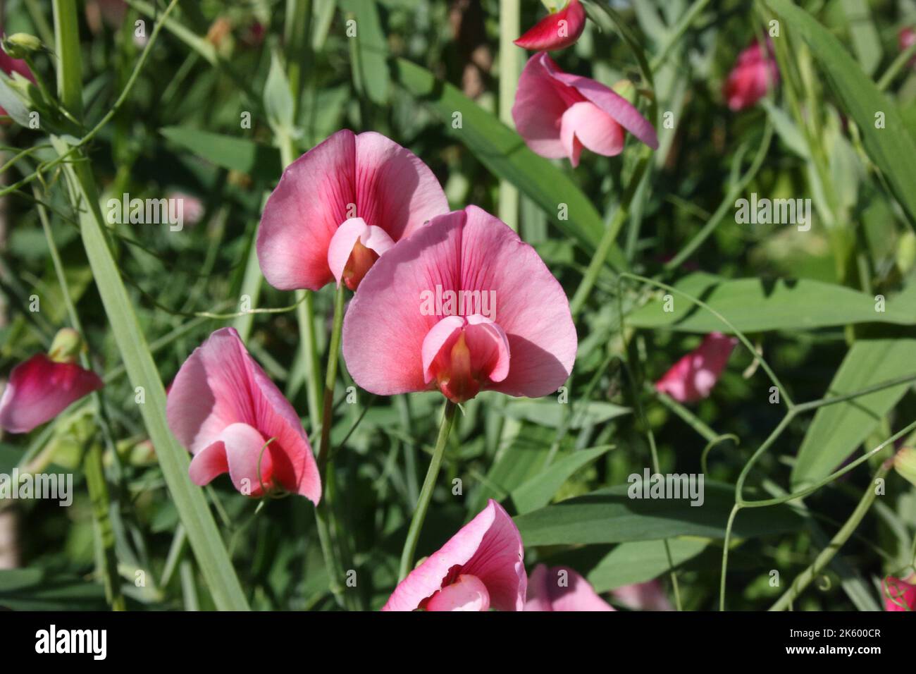 Tangier garden hi-res stock photography and images - Alamy
