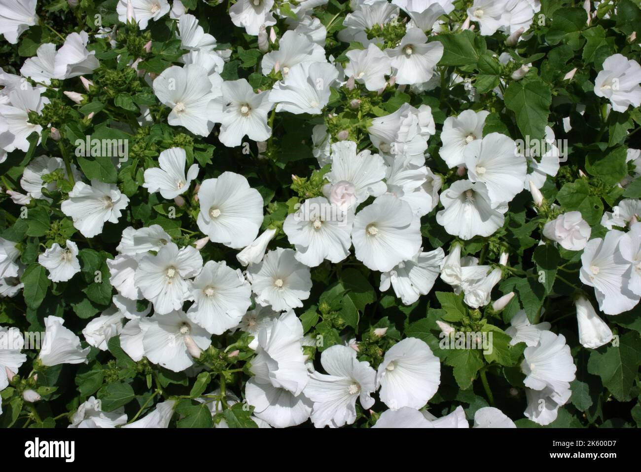 Rose Mallow (Lavatera trimestris 'Mont Blanc') in garden Stock Photo ...